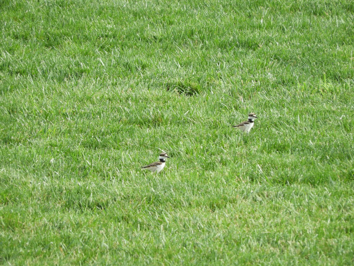 eBird Checklist - 15 Apr 2023 - Asbury Cross Country Trails - 25 species