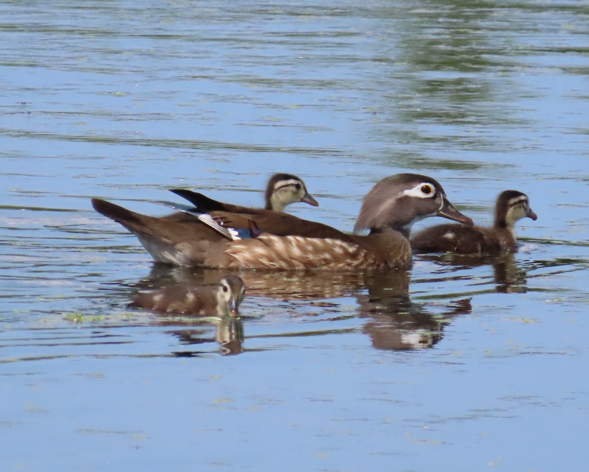 eBird Checklist - 15 Apr 2023 - Peaceful Waters Sanctuary - 22 species