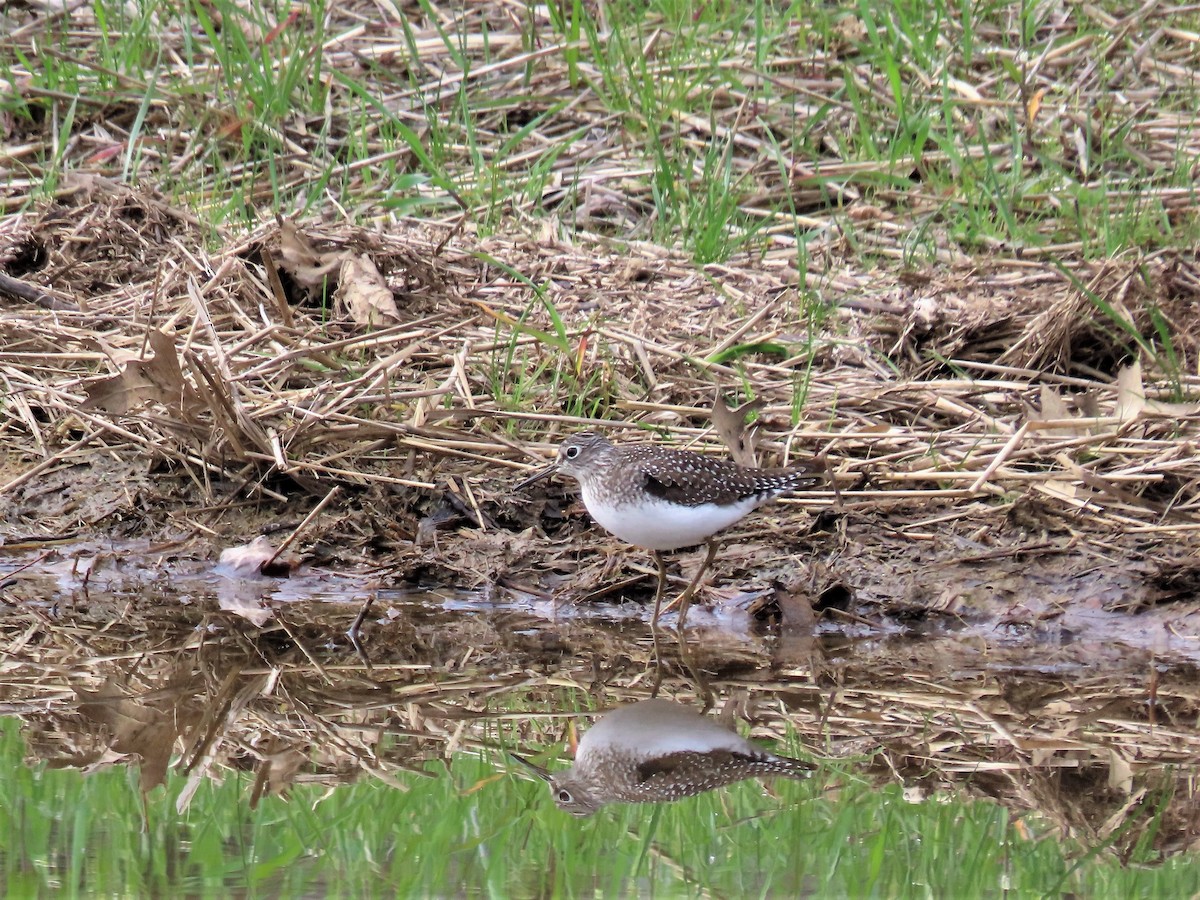 eBird Checklist - 14 Apr 2023 - Cook Farm (private) - 33 species