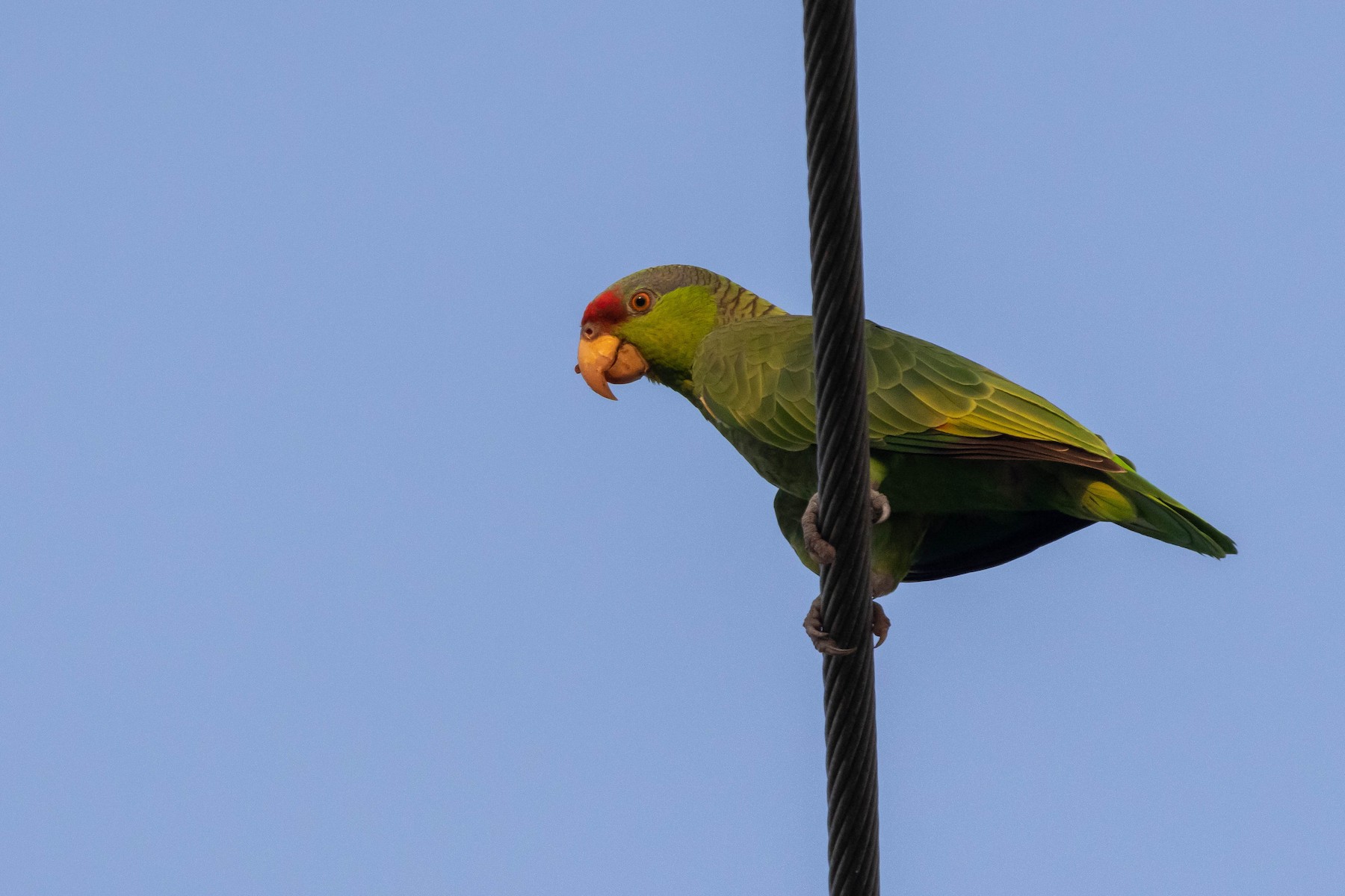 Red-crowned x Lilac-crowned Parrot (hybrid) - eBird