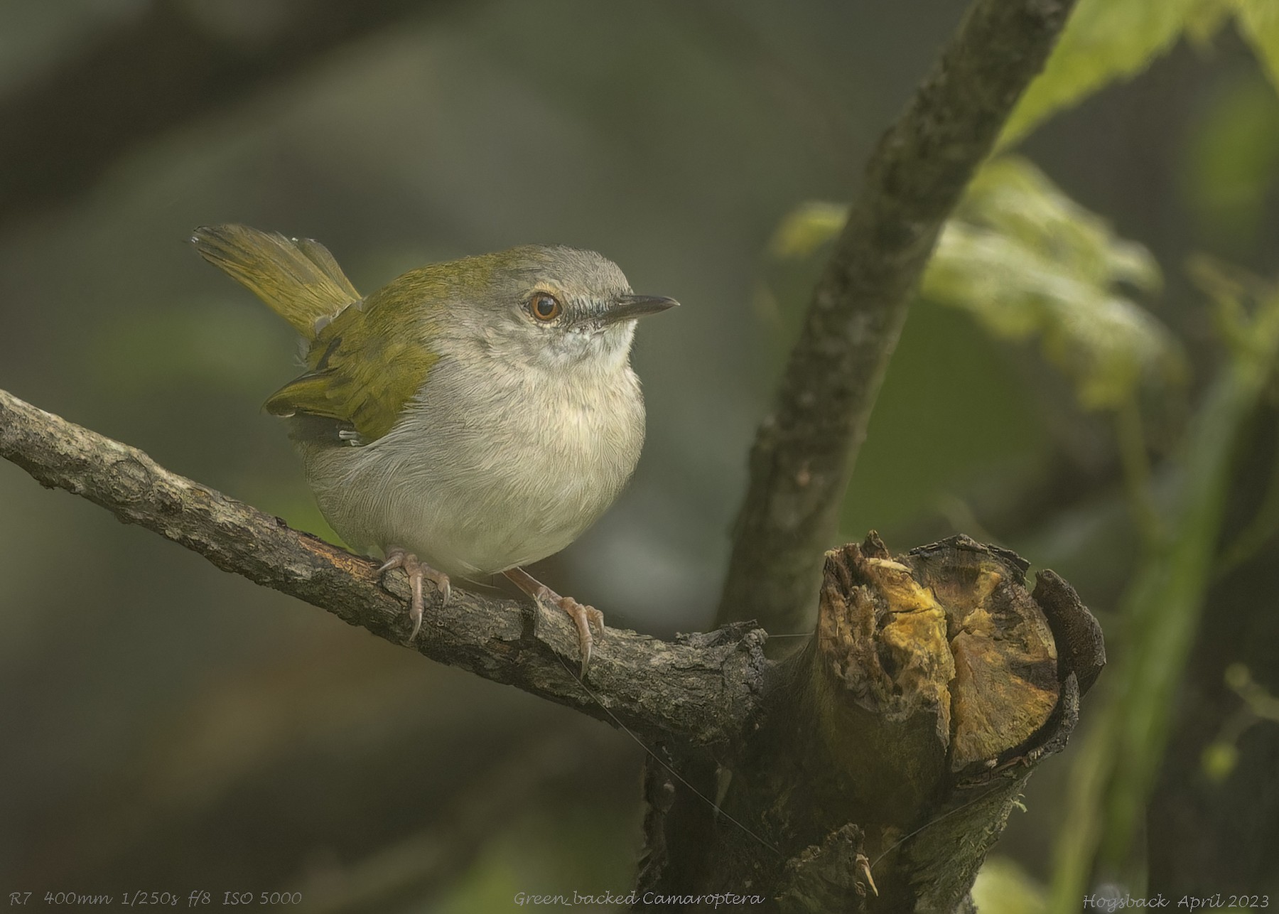 Green-backed Camaroptera (Green-backed) - eBird