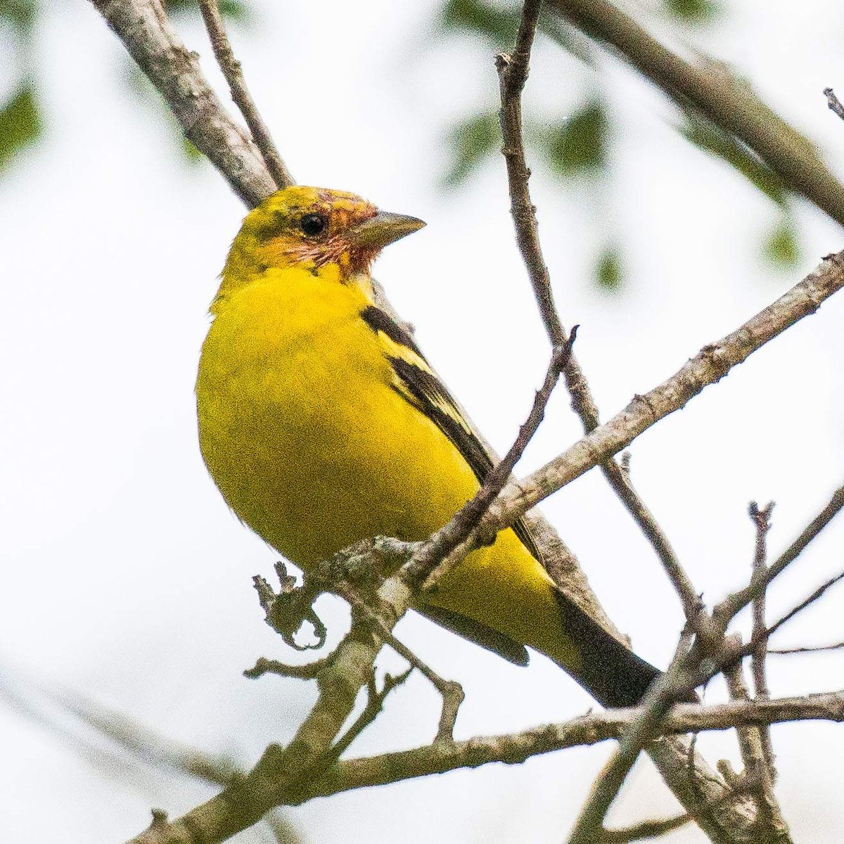 eBird Checklist - 16 Apr 2023 - Andover Road, Wilmington, North ...