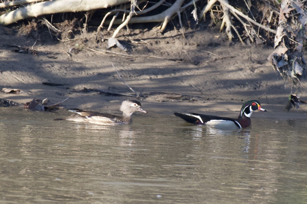 eBird Checklist - 16 Apr 2023 - Flushing Twp. Nature Park - 49 species ...