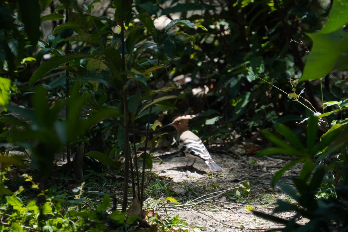 eBird Checklist - 16 Apr 2023 - Po Toi Island - 26 species