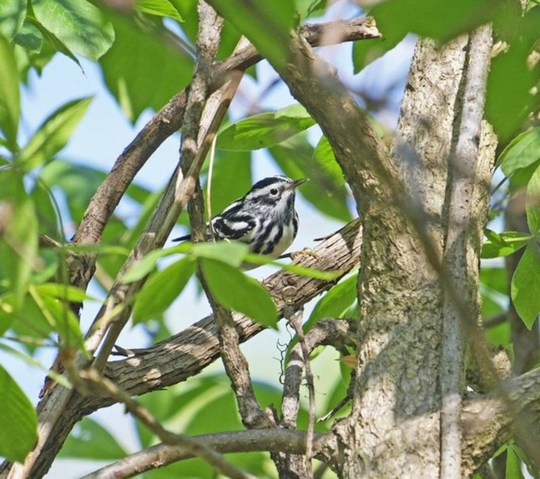 eBird Checklist - 16 Apr 2023 - Sharon Woods Park--Buckeye Falls and ...