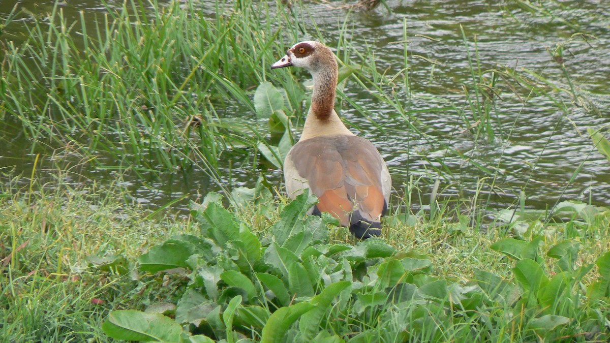 eBird Checklist - 10 Apr 2023 - Modderfontein Reserve - 8 species