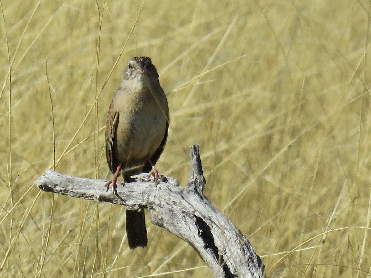 eBird Checklist - 16 Apr 2023 - Grasslands between Proctor Rd and ...