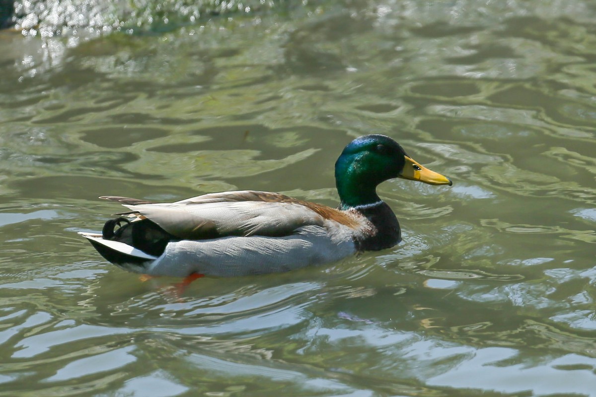 eBird Checklist - 15 Apr 2023 - Bayfront Park entrance - 25 species (+1 ...