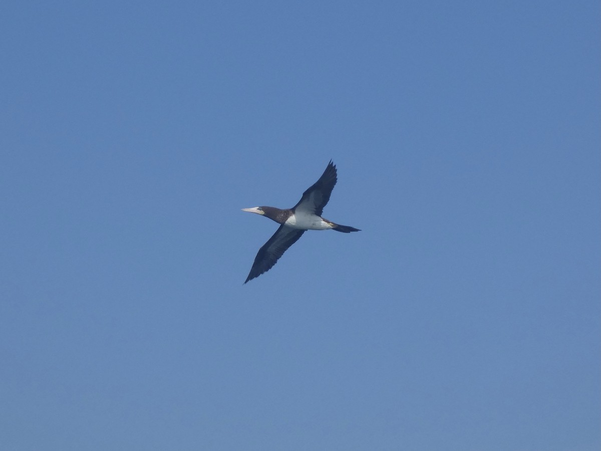 eBird Checklist - 16 Apr 2023 - Brown Booby, 2nd spot - 2 species