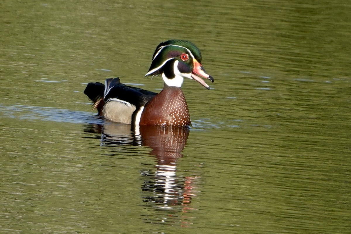 eBird Checklist - 16 Apr 2023 - Red Bug Slough Preserve - 33 species