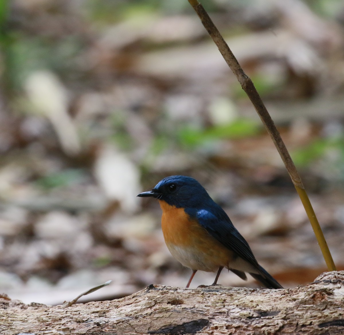 eBird Checklist - 4 Mar 2023 - Doi Pha Hom Pok NP--Doi Angkhang Royal ...