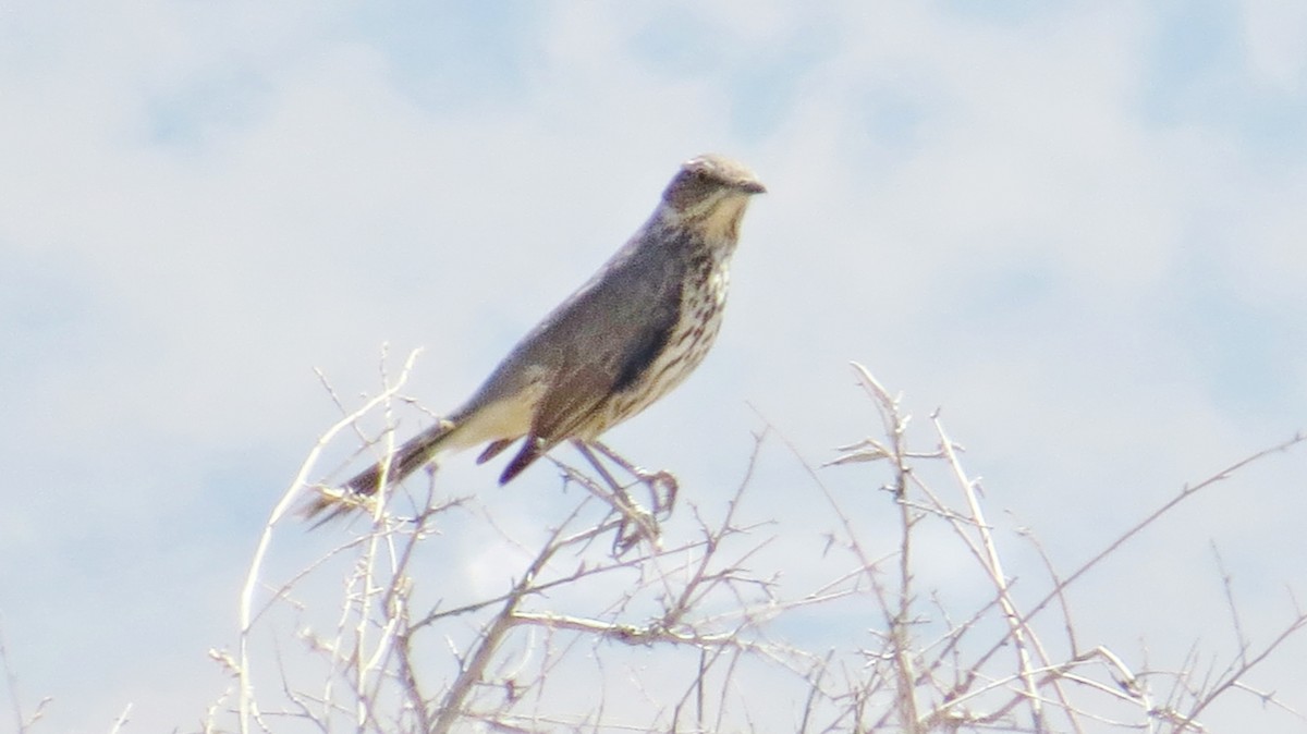 eBird Checklist - 16 Apr 2023 - Mesa del Sol Grasslands - 4 species