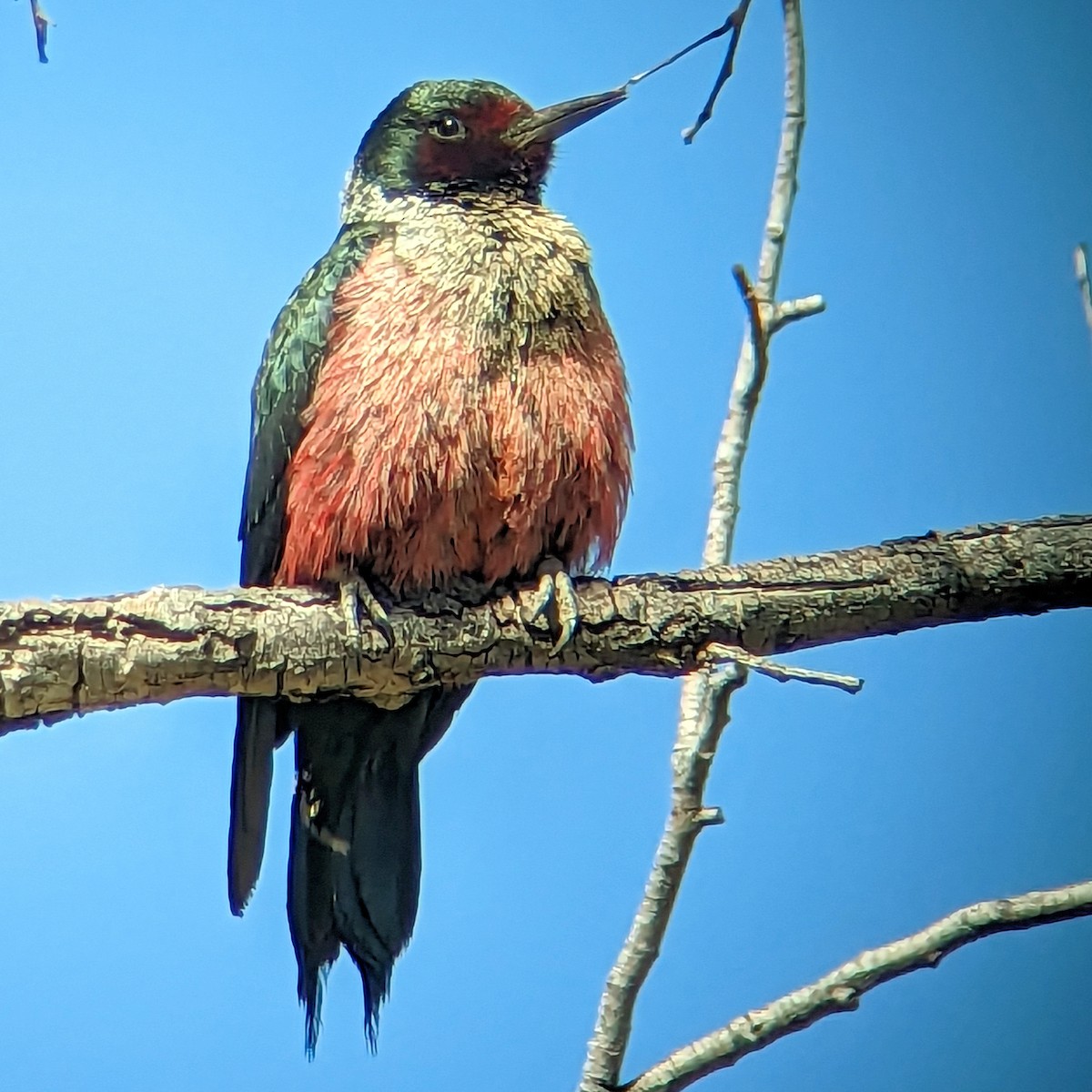 eBird Checklist - 16 Apr 2023 - Watson Lake and Riparian Preserve - 31 ...