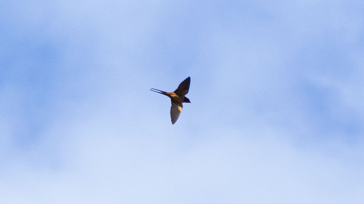 eBird Checklist - 16 Apr 2023 - PSU Arboretum--Bird and Pollinator ...