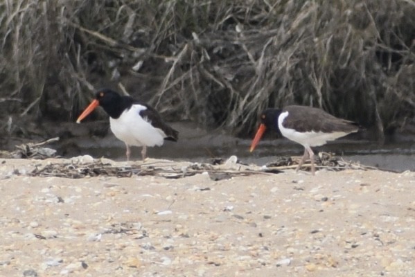 eBird Checklist - 16 Apr 2023 - Sandy Hook - 44 species