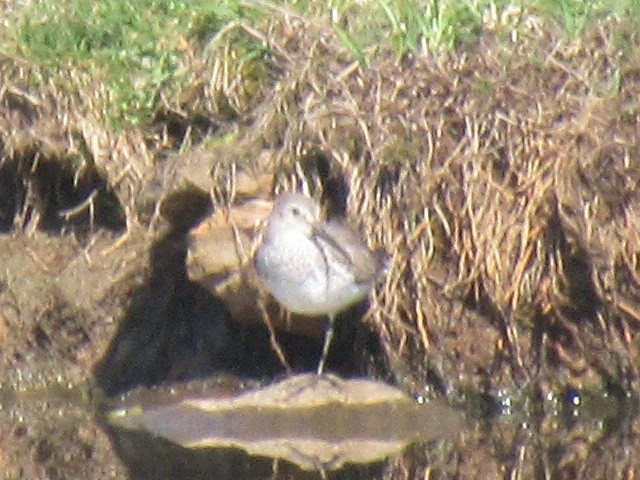eBird Checklist - 16 Apr 2023 - WVU - JW Ruby Research Farm, Reedsville ...