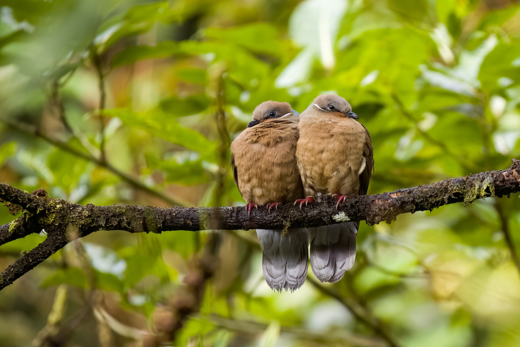 Vinago Pardo de Luzón (leucotis) - eBird