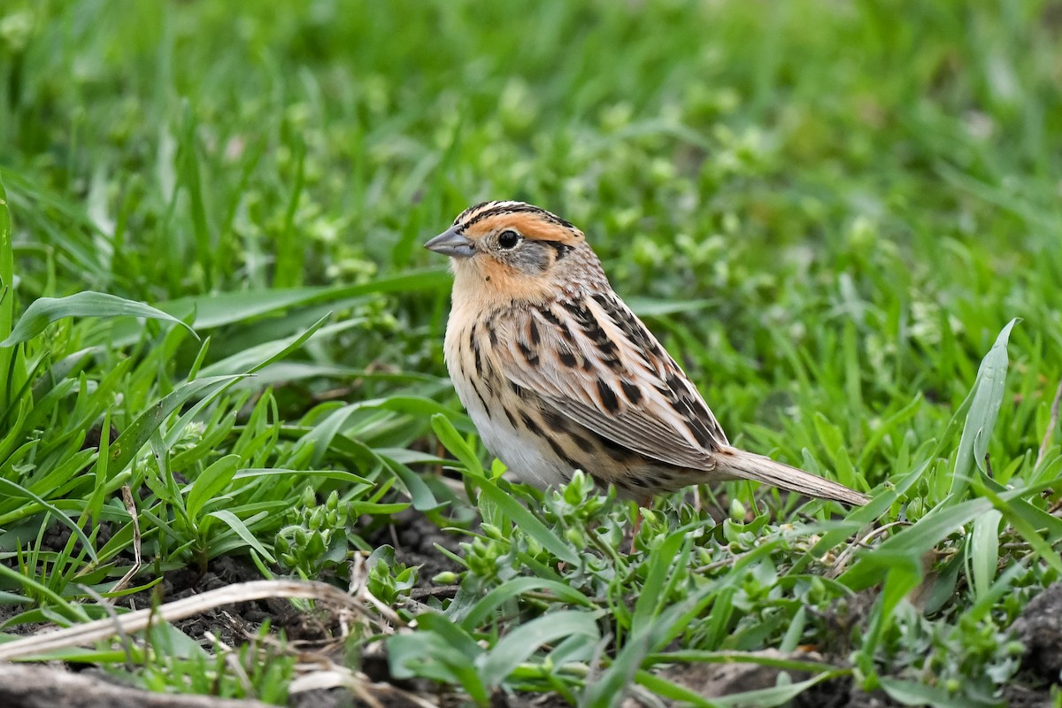 eBird Checklist - 15 Apr 2023 - Grant Park, Chicago - 4 species (+1 ...