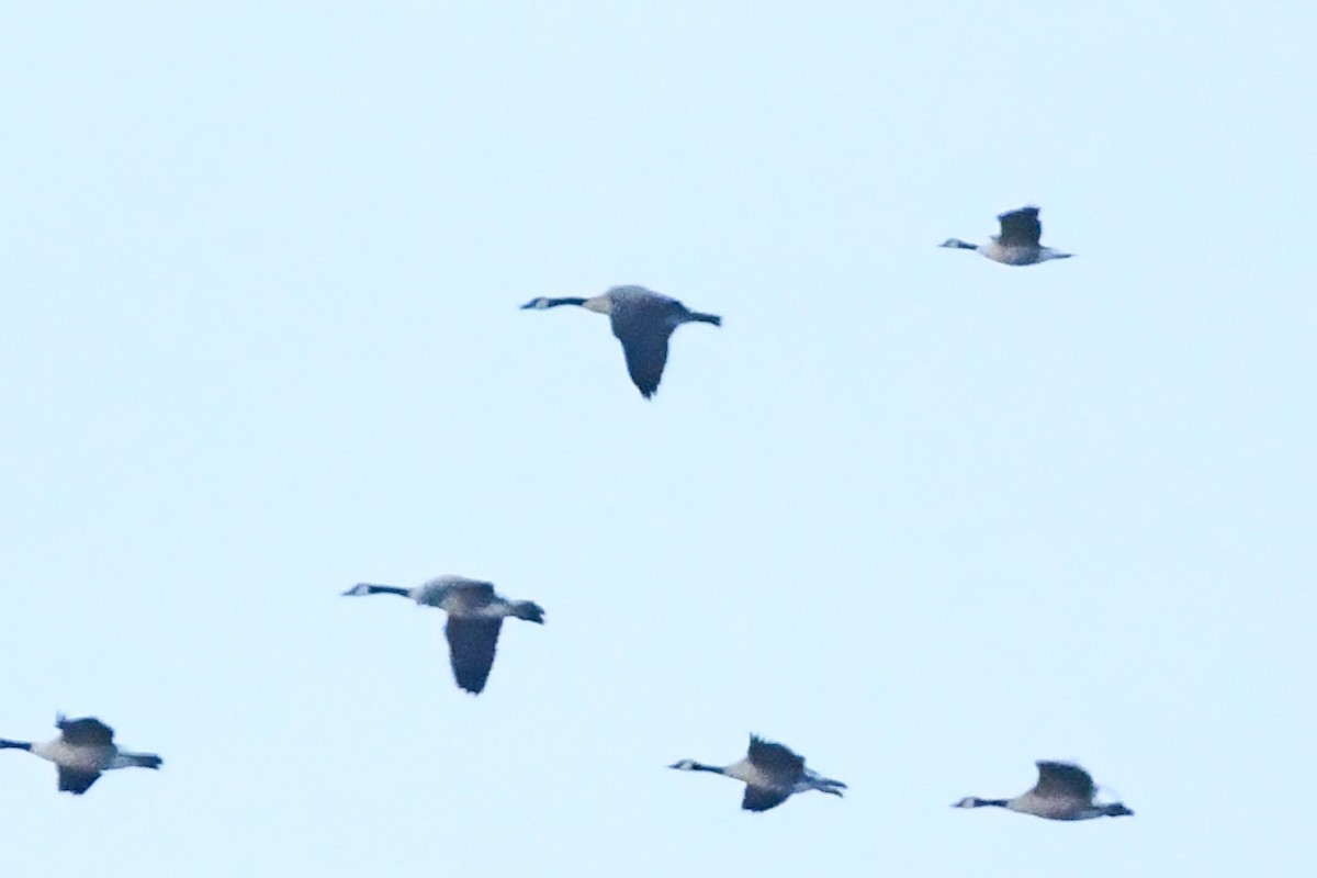 eBird Checklist - 14 Apr 2023 - Michigan Technological University ...