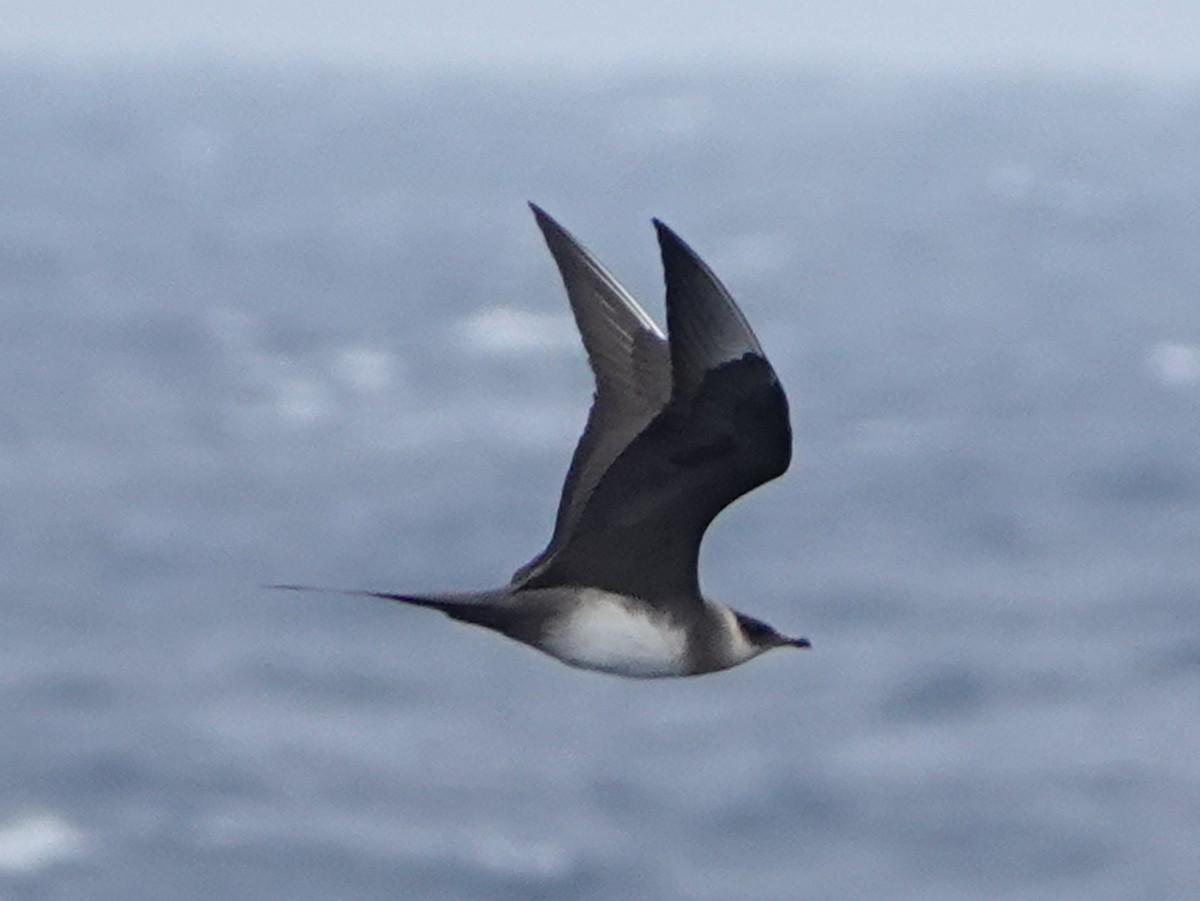 tanımsız Stercorarius sp. - eBird