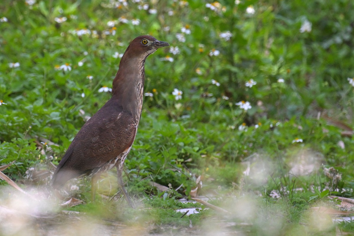 eBird Taiwan Checklist - 17 Apr 2023 - AtlasTaiwan Grid K5-3 Square 5-1 ...