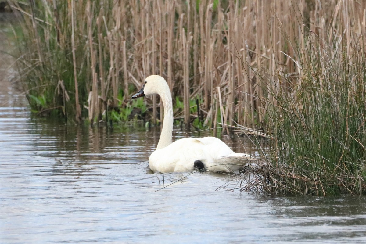 eBird Checklist - 17 Apr 2023 - **Back Bay NWR - 69 species