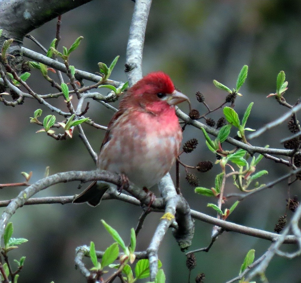 eBird Checklist - 17 Apr 2023 - Bower ln by Irrigation Ditch 1 - 31 species