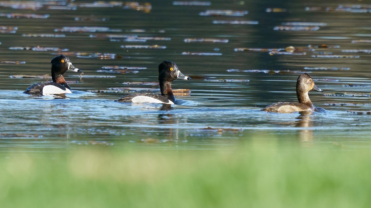 eBird Checklist - 17 Apr 2023 - James A. Reed WA - 25 species