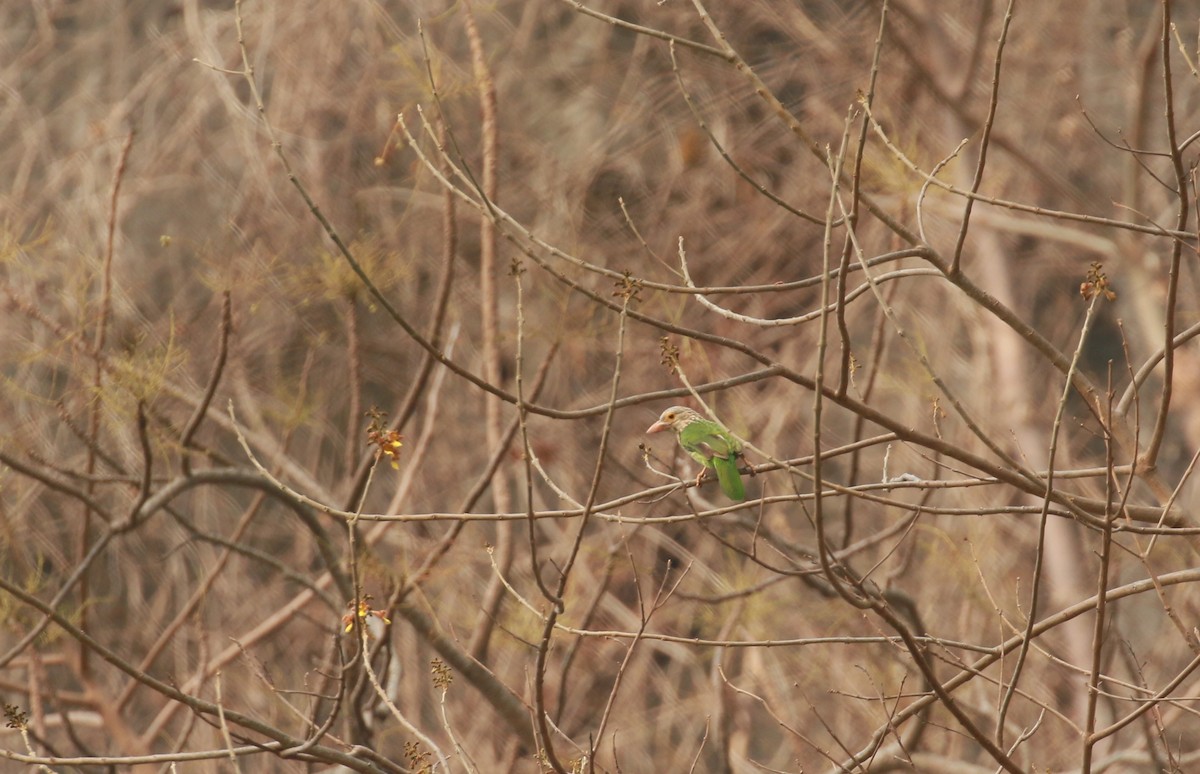 eBird Checklist - 6 Mar 2023 - Pha Chang Park (Suan Phra Ratcha ...
