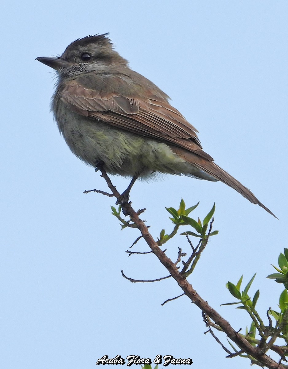 eBird Checklist - 16 Apr 2023 - Bubali Bird Sanctuary - 13 species
