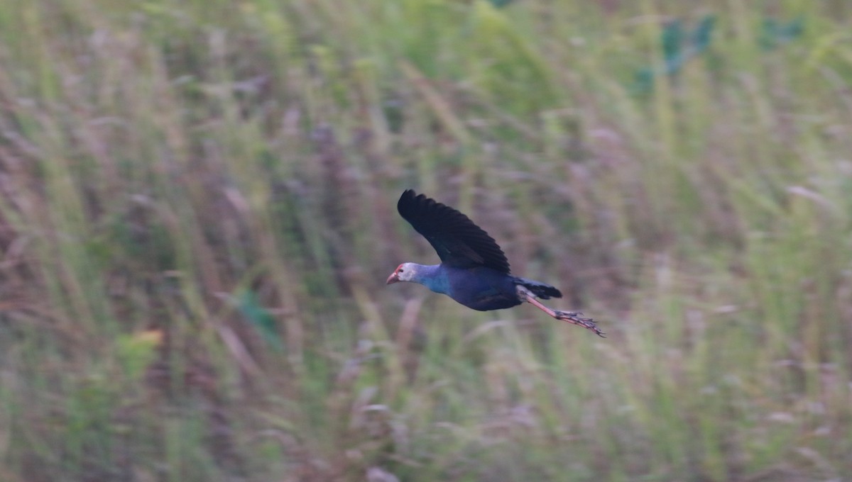 eBird Checklist - 6 Mar 2023 - Nong Bong Khai Non-hunting Area (general ...