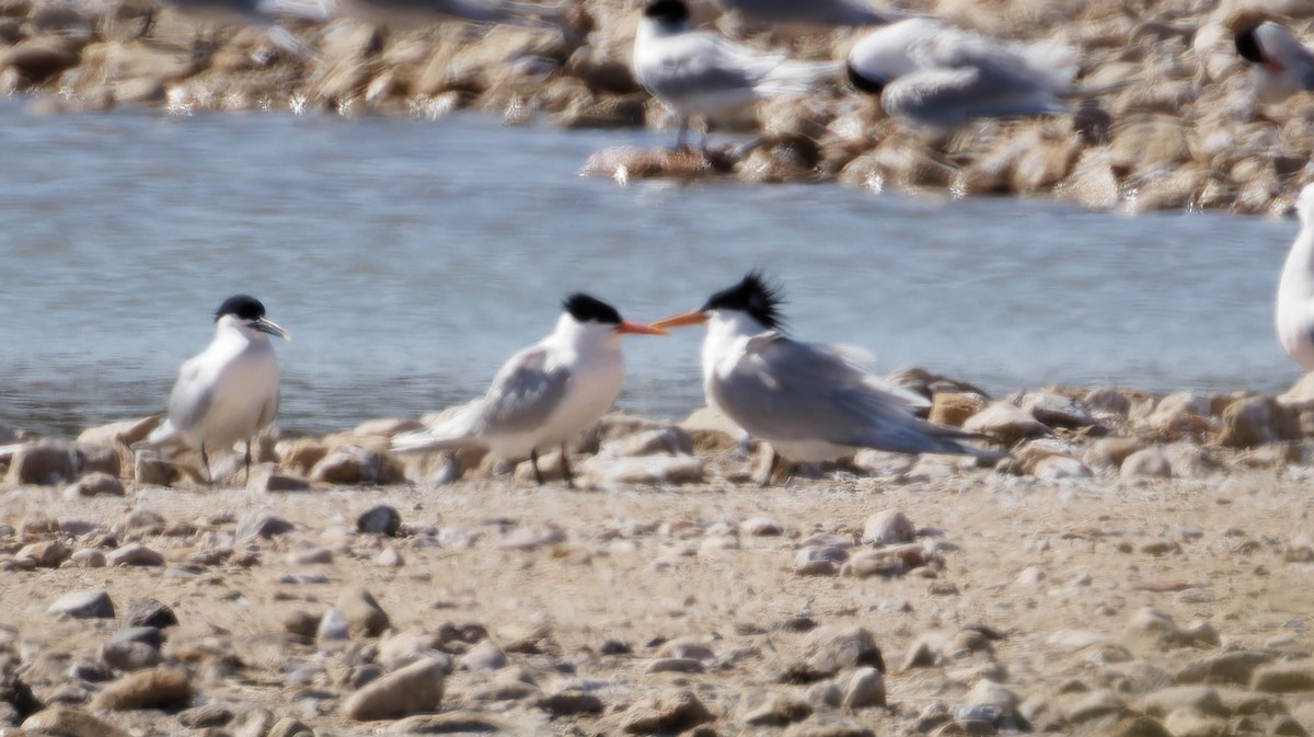 eBird Checklist - 17 Apr 2023 - Salinas de Santa Pola PNat--Salinas de ...