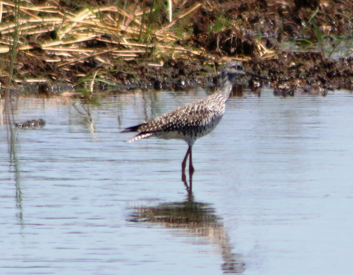 eBird Checklist - 17 Apr 2023 - Cockroach Bay Preserve and surrounding ...
