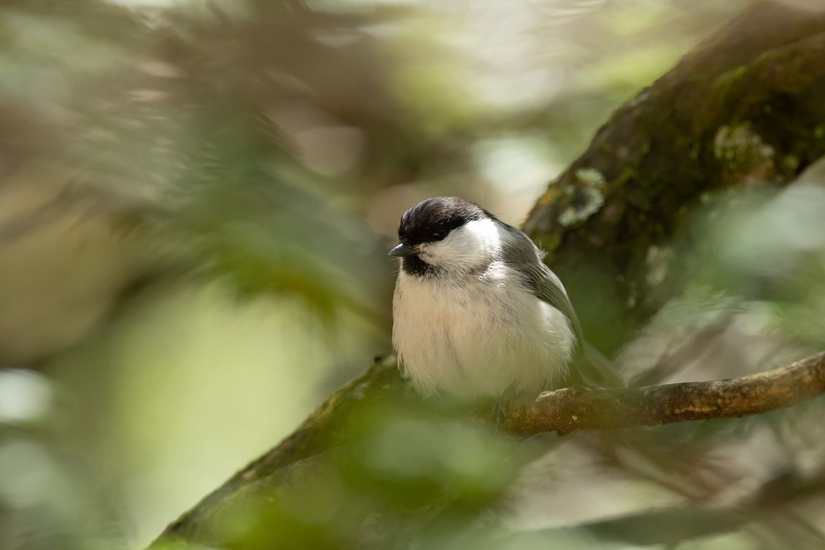 eBird Checklist - 16 Apr 2023 - 横瀬町-- 埼玉県県民の森 (Yokoze--Saitama ...