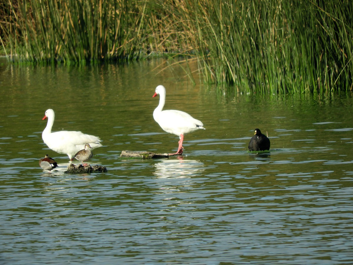 eBird Argentina Checklist - 16 Apr 2023 - Reserva Ecológica Lago Lugano ...