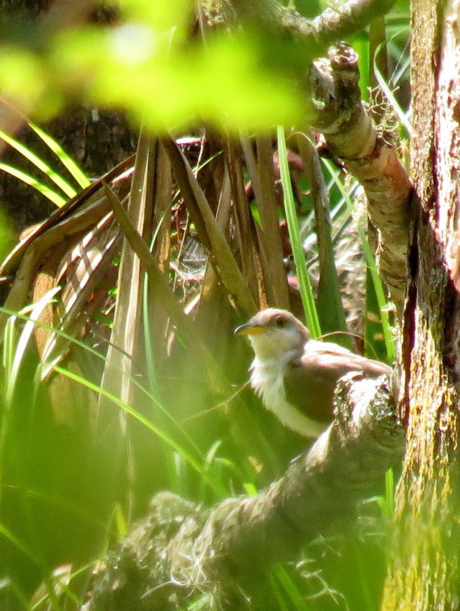 eBird Checklist - 12 Aug 2015 - Caw Caw Interpretive Center - 39 species