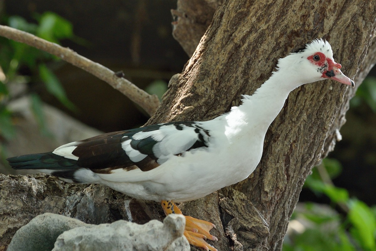eBird Checklist - 26 Apr 2017 - Bubali Bird Sanctuary - 58 species (+1 ...