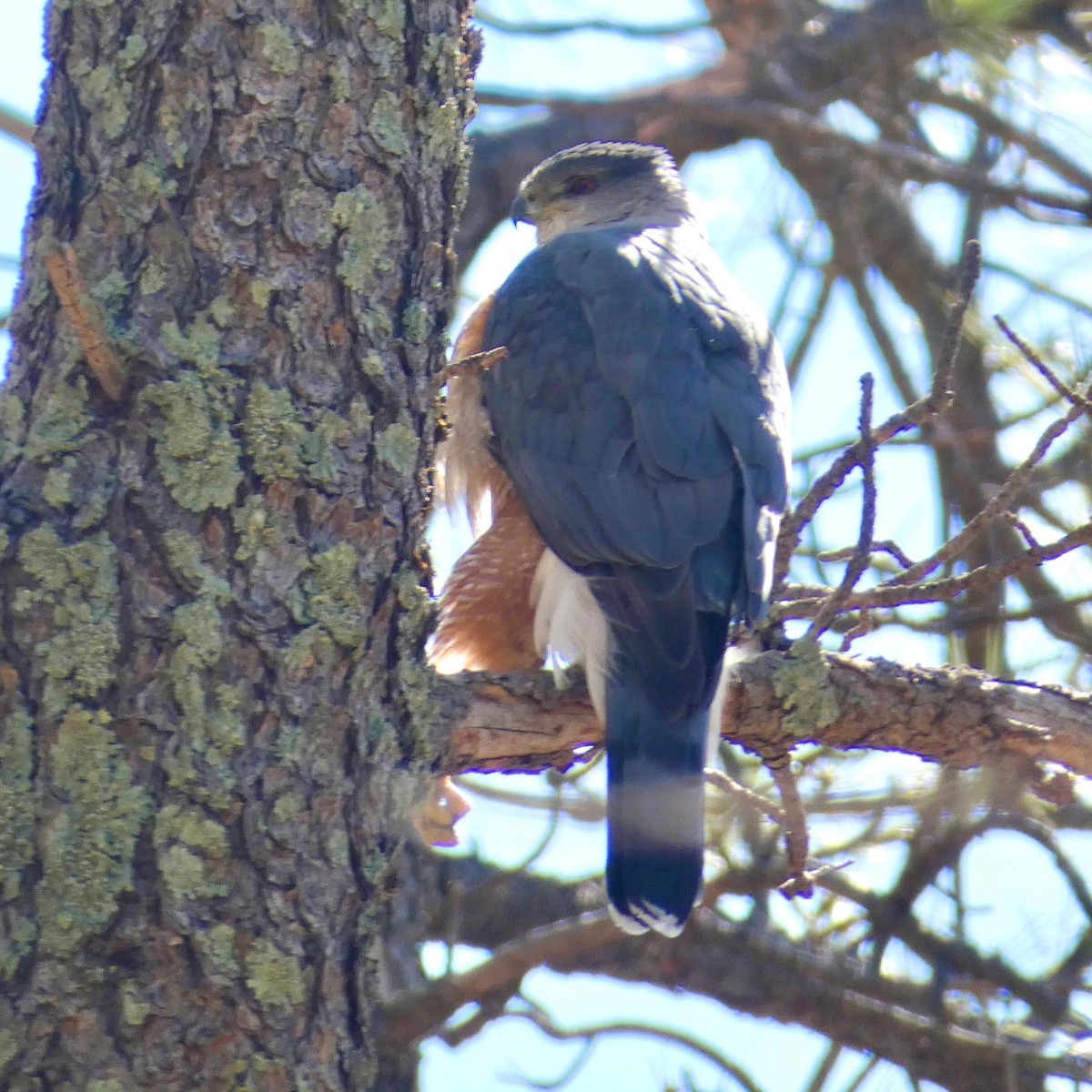 eBird Checklist - 16 Apr 2023 - Austin Bluffs Open Space - 31 species ...