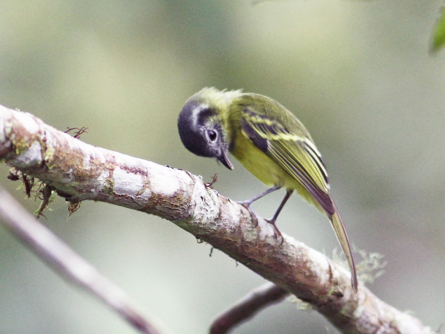 Atrapamoscas Cerdoso Carimarmóreo - eBird