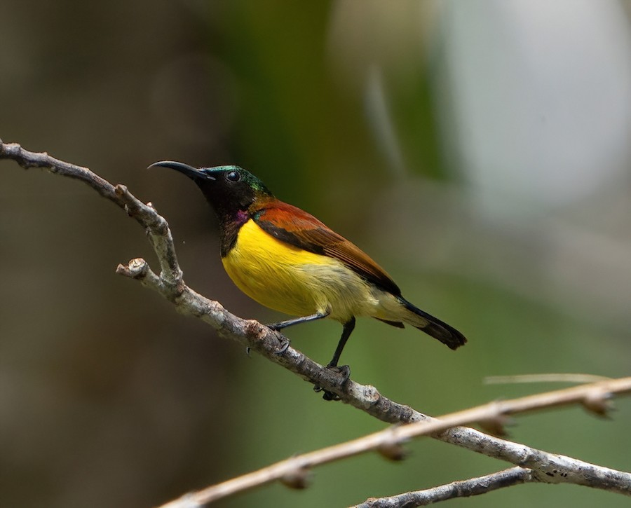 Purple-throated Sunbird (Orange-lined) - eBird