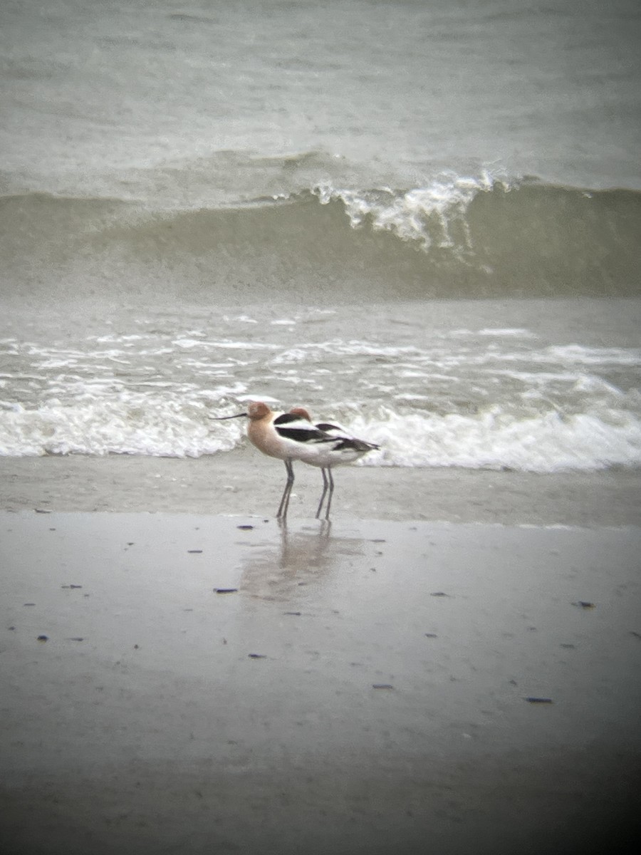 eBird Checklist - 17 Apr 2023 - Dunkirk Beach, Lake Front Blvd. - 5 species
