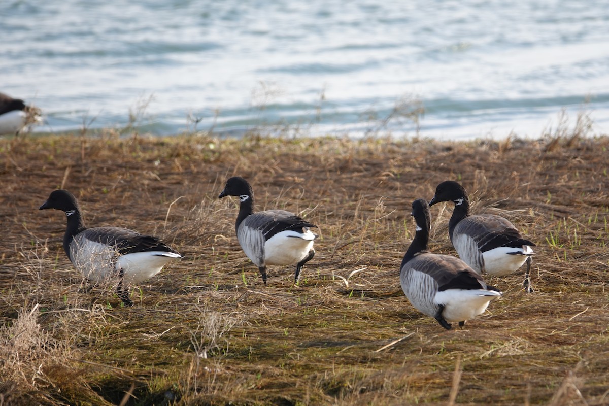 eBird Checklist - 18 Apr 2023 - Lido Beach Passive Nature Area - 36 species