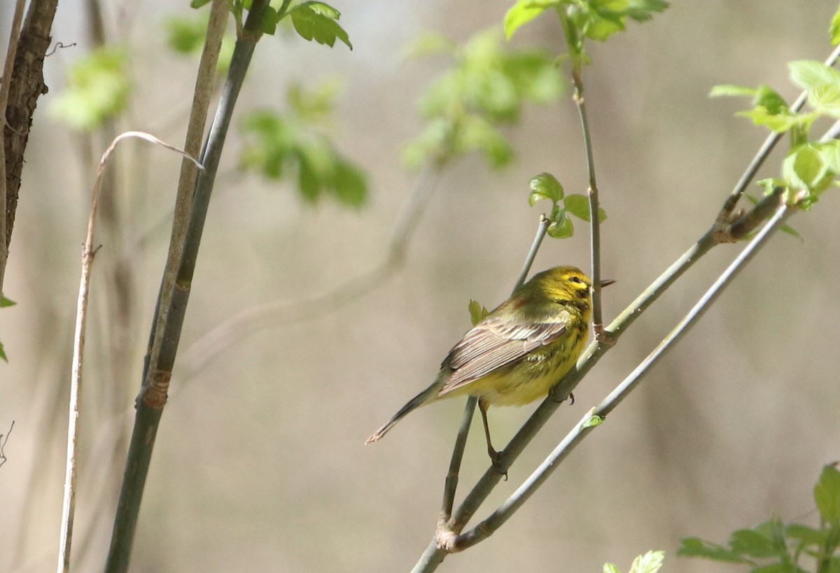 eBird Checklist - 18 Apr 2023 - Carpenter-Ridgeway Park - 17 species