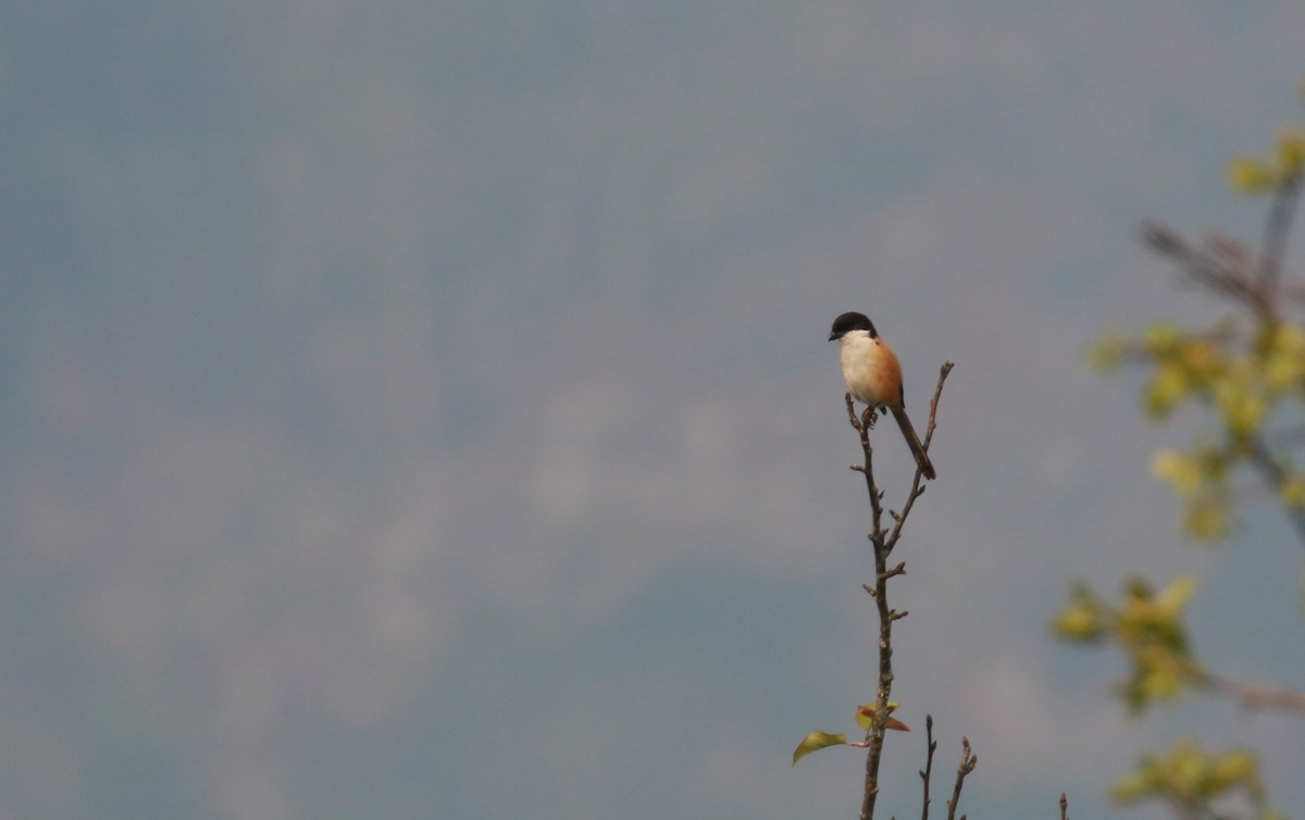 eBird Checklist - 4 Mar 2023 - Doi Pha Hom Pok NP--Chinese Cemetery ...