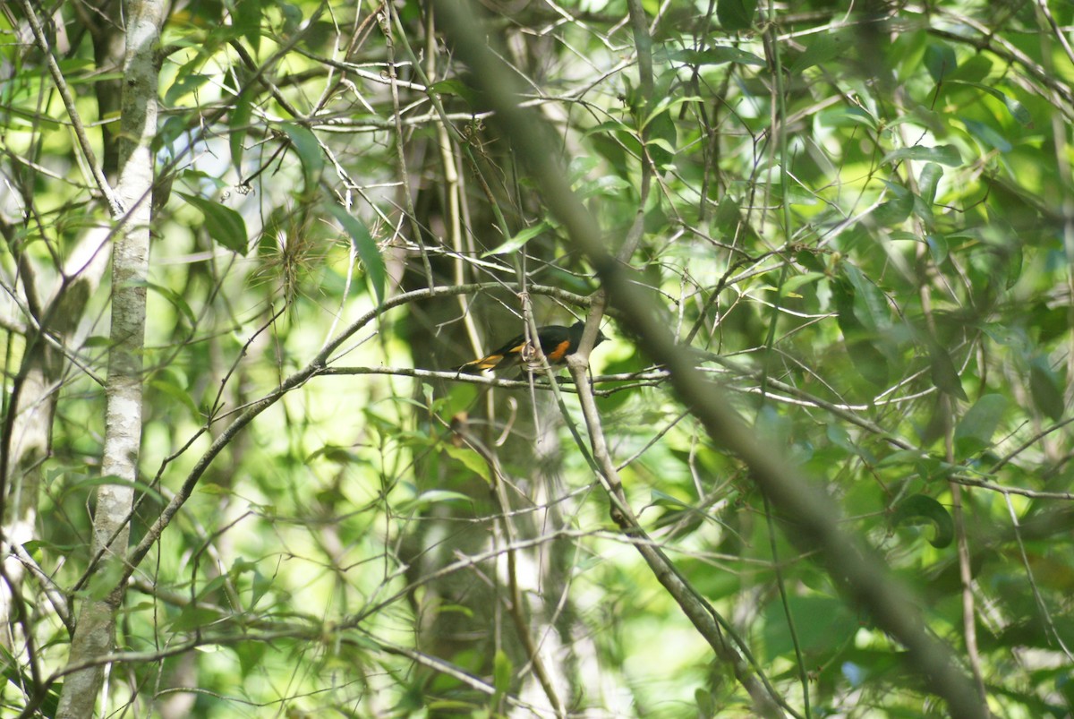 eBird Checklist - 18 Apr 2023 - Turkey Creek Sanctuary - 20 species