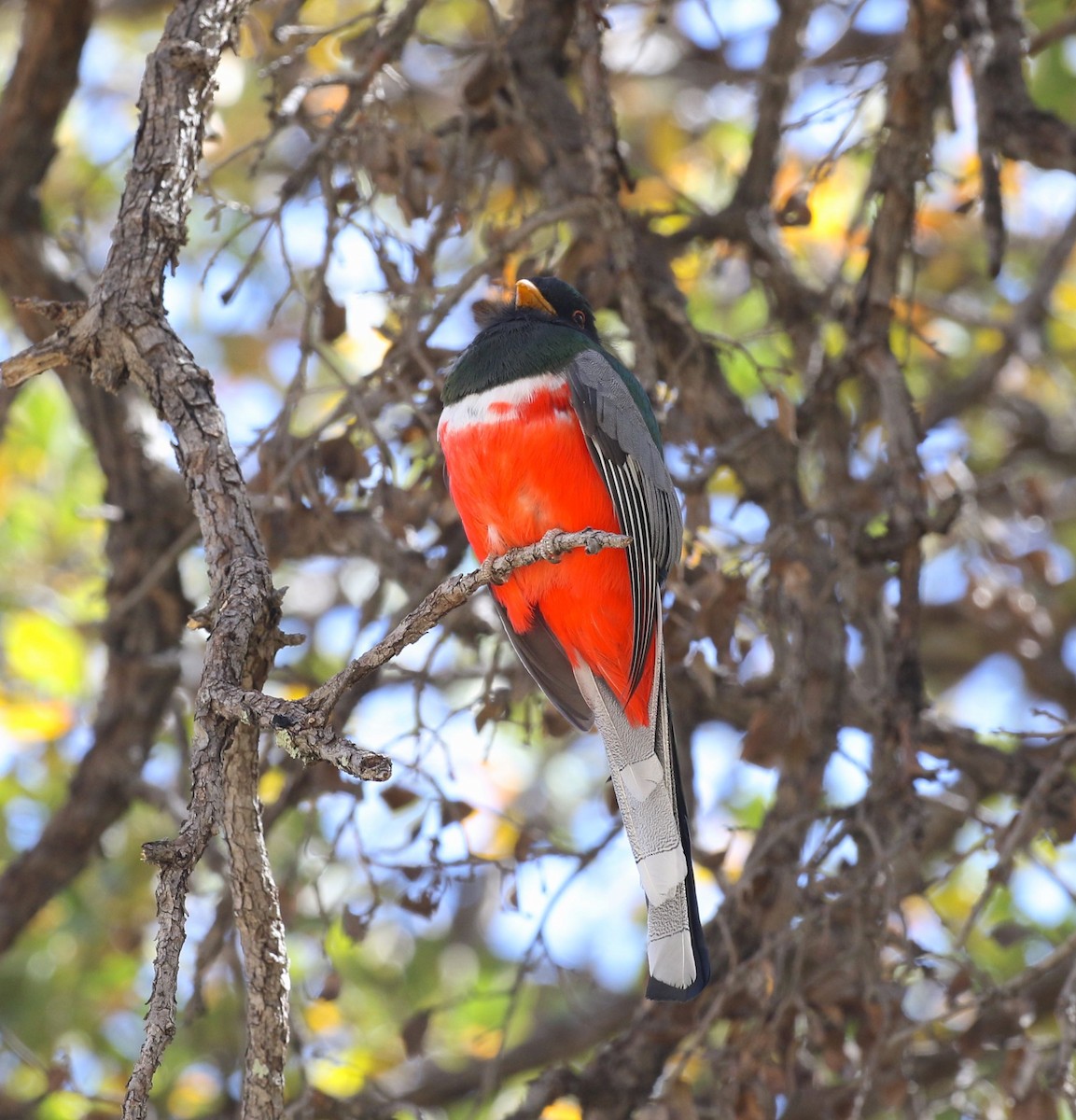 eBird Checklist - 18 Apr 2023 - Madera Canyon--Mt. Wrightson Picnic ...
