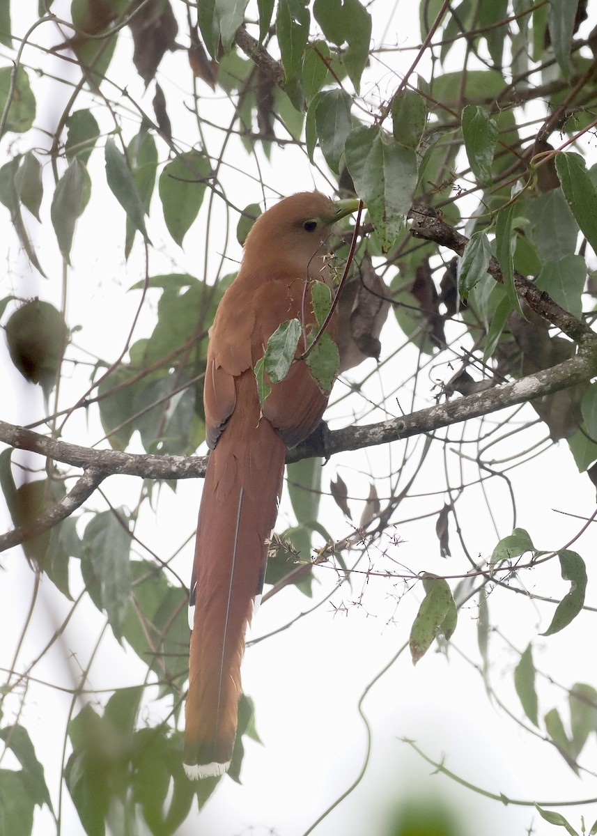 eBird Checklist - 17 Apr 2023 - RNA Chamicero de Perijá—3rd Amble (2283 - 2191 m) - 18 species ...