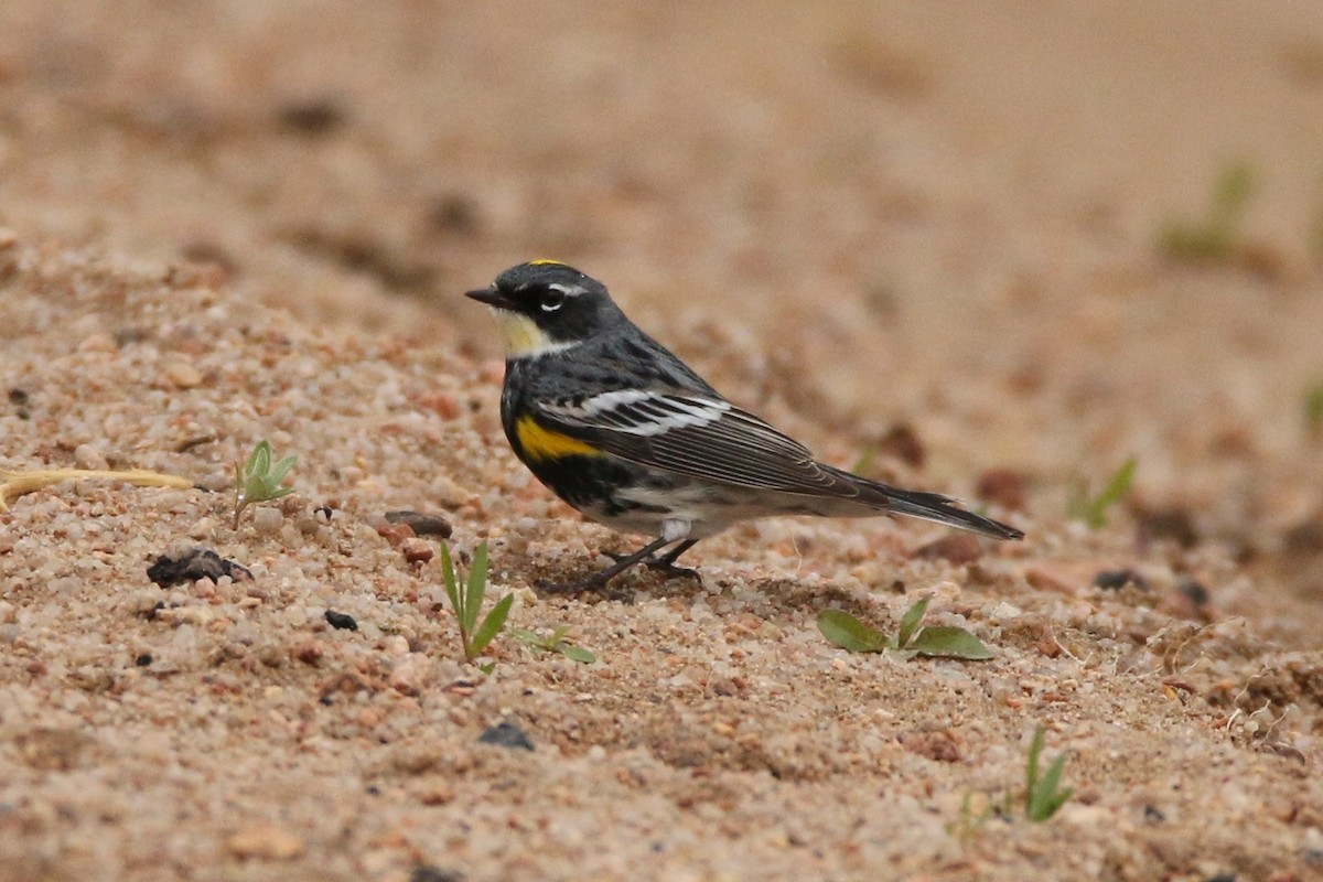 ML55962001 Yellow-rumped Warbler (Myrtle x Audubon's) Macaulay Library