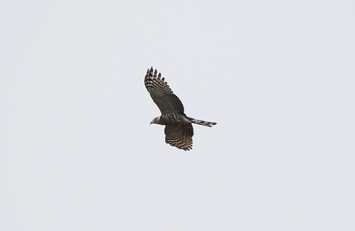 eBird Checklist - 16 Apr 2023 - Bentsen-Rio Grande Val. SP--Hawk Watch ...