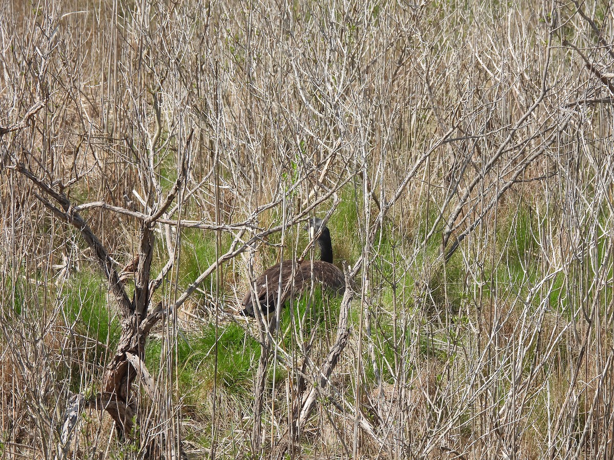 New York Breeding Bird Atlas Checklist - 17 Apr 2023 - Lido Beach ...